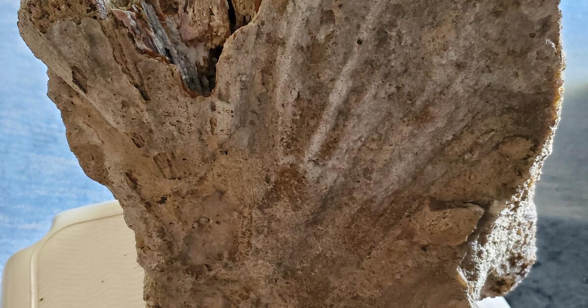 Florida's State Gemstone! Agatized Coral fossil geode. for $650 in St ...