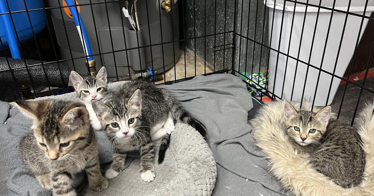 Kittens free to good home. for Free in Monument, CO | For Sale & Free ...