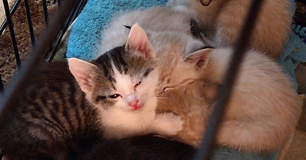 8 week old kittens Siamese mixTo good home. for Free in Olympia, WA ...