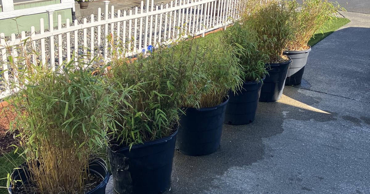 Bamboo Clumping for $40 in Sequim, WA | For Sale & Free — Nextdoor