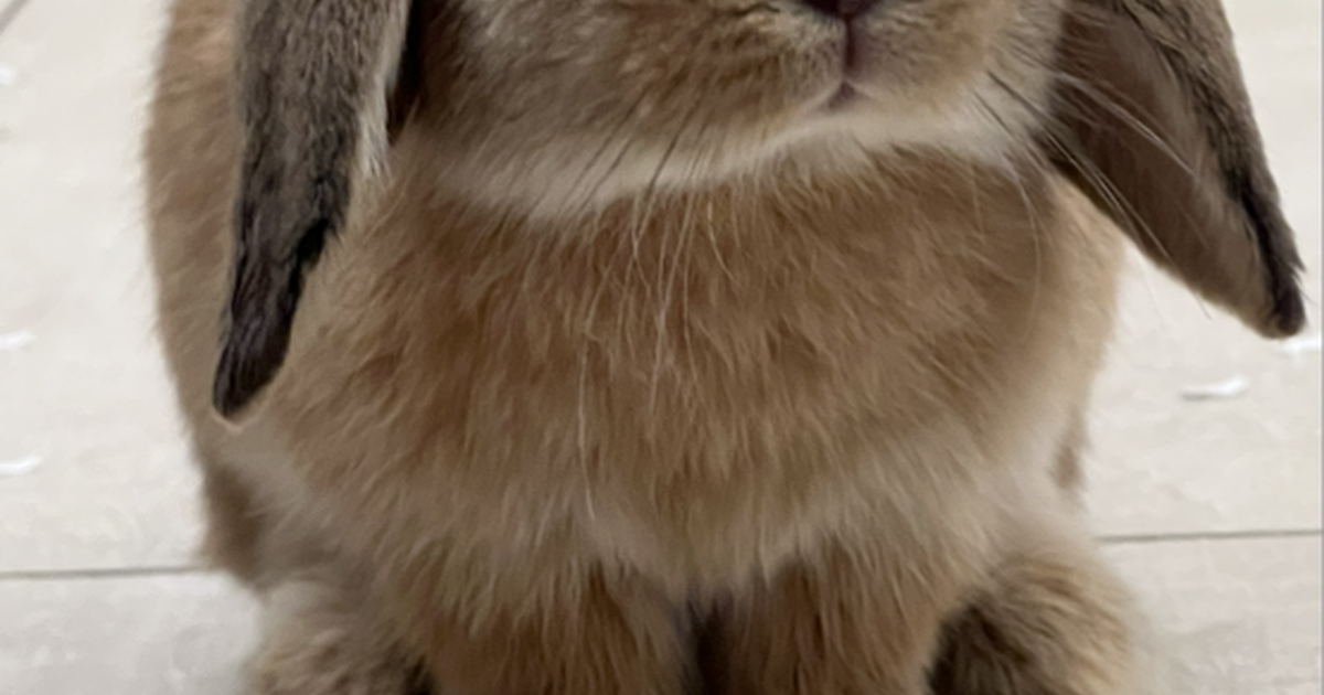 Two Male Holland/Fuzzy Lop Bunnies for Free in Fairfield, CA | For Sale ...