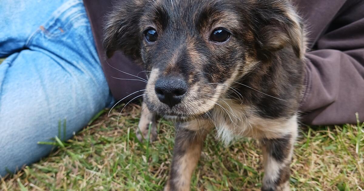 MINI Australian Shepherd (Aussie) 10 week old female puppy REHOMING for ...