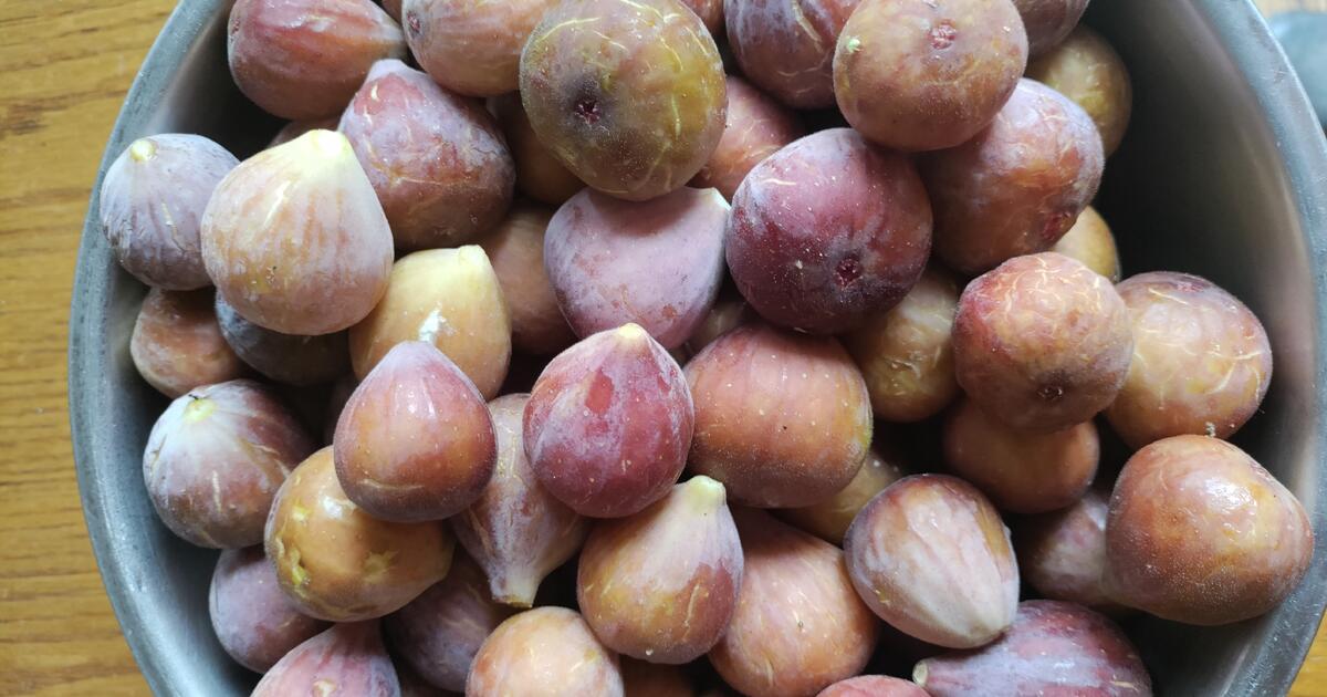 Organic Figs for sell in King, NC | For Sale & Free — Nextdoor