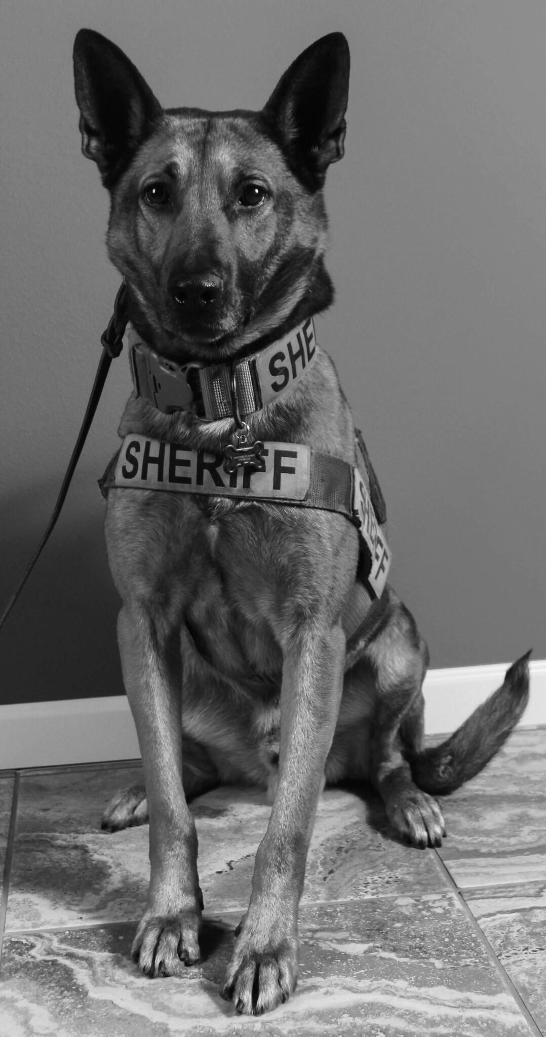 Former Wagoner County Sheriff’s Office K-9 Edo passes away (Wagoner County Sheriff's Office ...