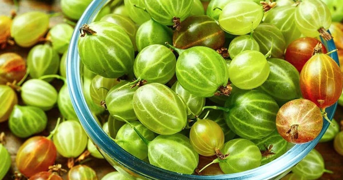 Gooseberry Currant Bush Live Plant Well Rooted, Thornless Berry Plant ...