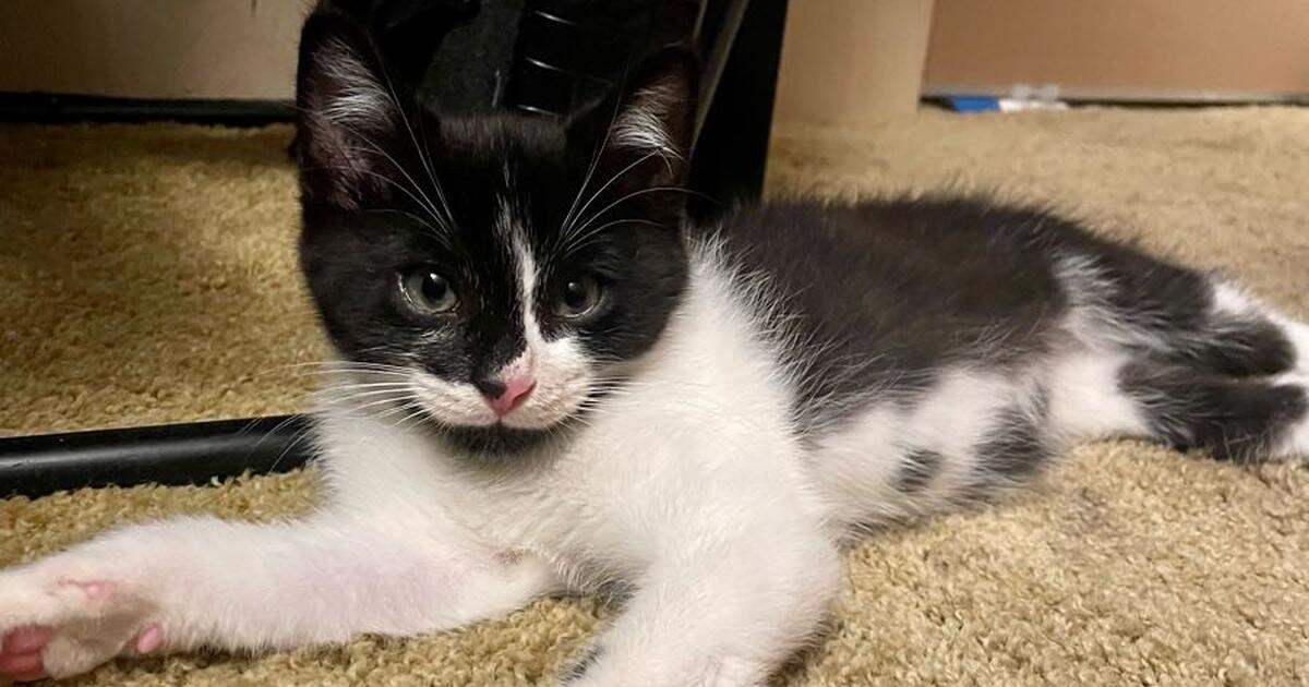 Free Beautiful Baby Boy Cat for Free in Huntington Beach, CA | For Sale ...