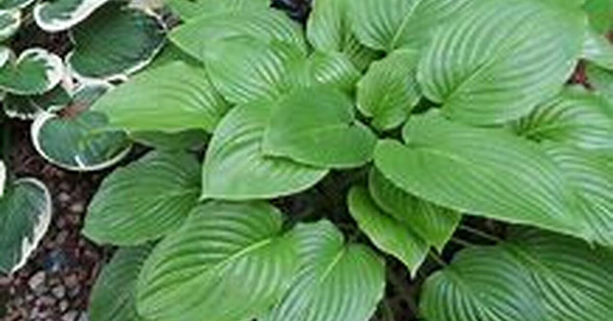 Hosta Plants for Free in Des Moines, IA | For Sale & Free — Nextdoor