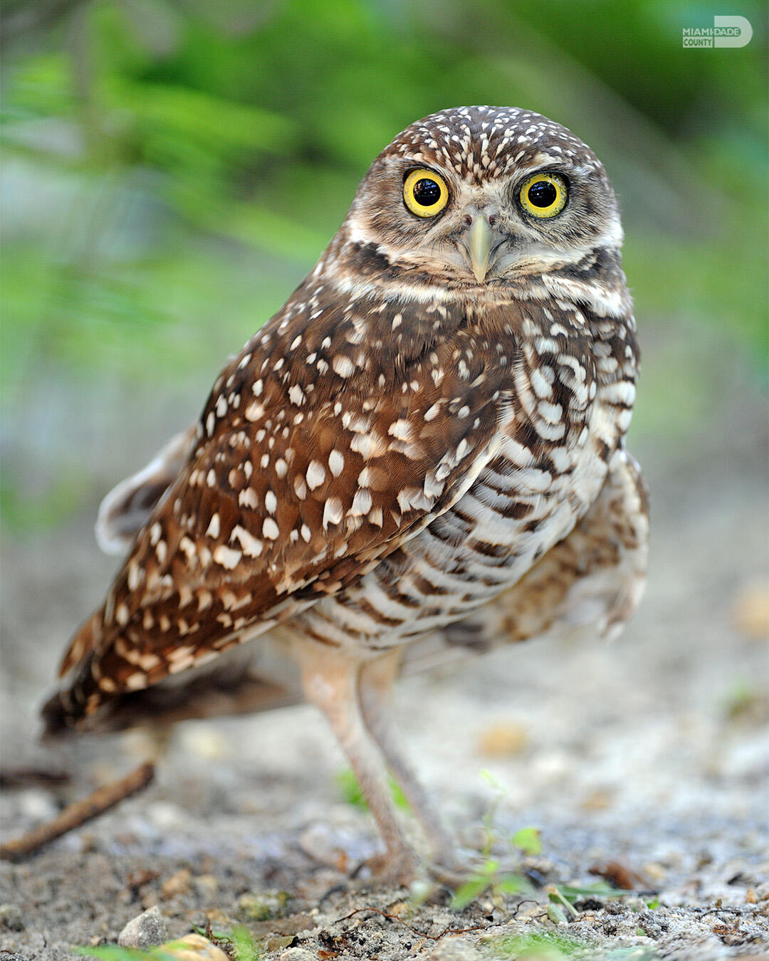 Explore nature trails while learning all about the owls who call # ...