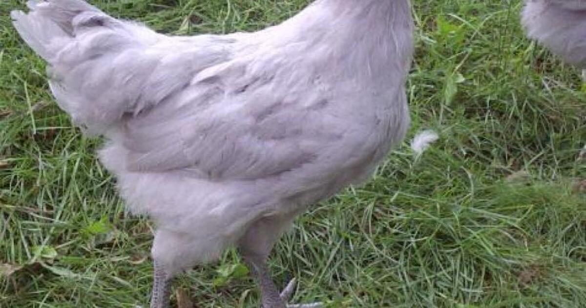 Lavender Orpington Rooster for Free in Las Vegas, NV | For Sale & Free ...
