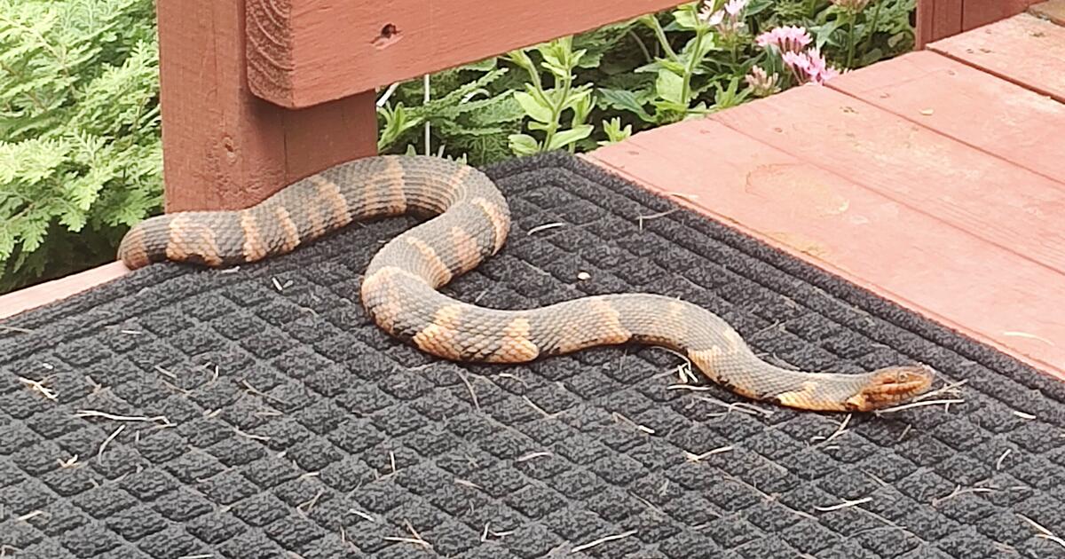 Snake visitor July 2023 in Little Rock, AR | For Sale & Free — Nextdoor