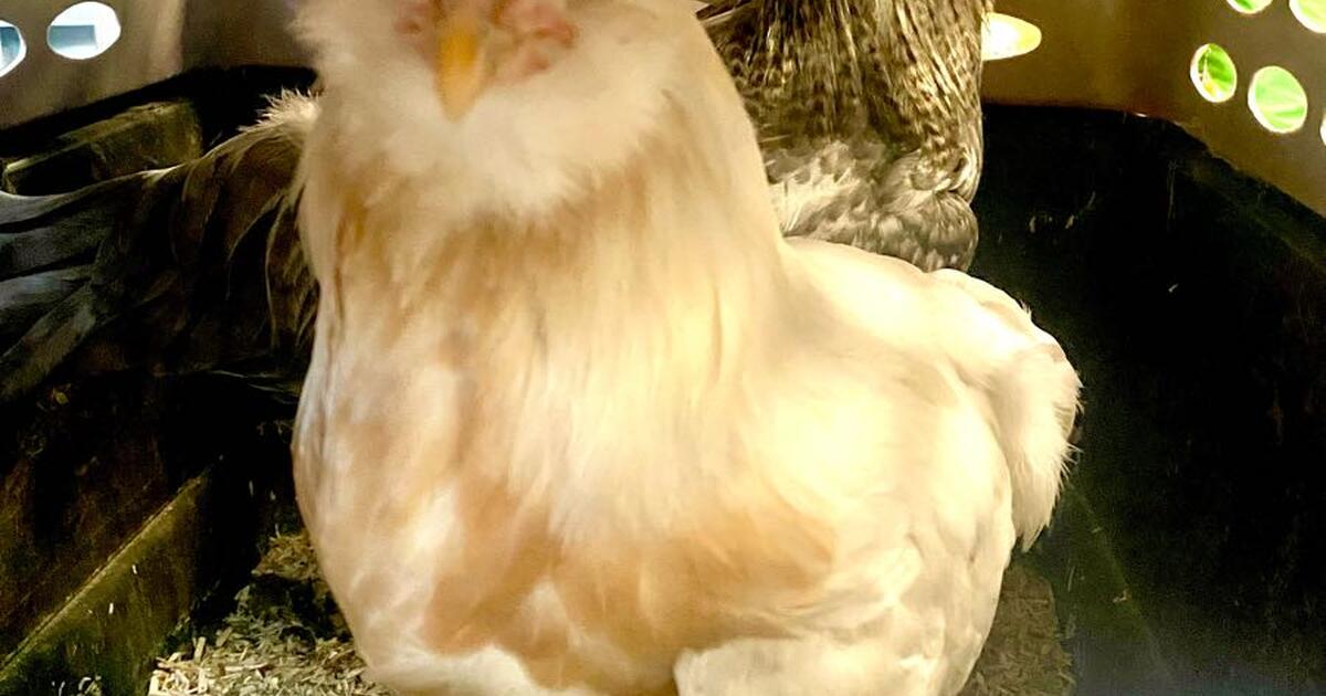 🪺Beautiful Blue Egg Laying Hen + Roo for $40 in Santa Rosa Valley, CA ...