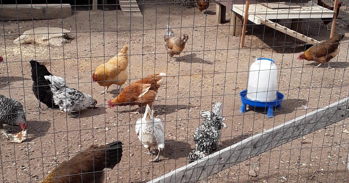 Chicken Wi for Free in Colorado Springs, CO | For Sale & Free — Nextdoor