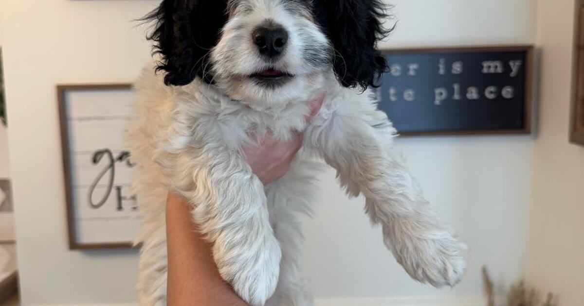 Cockapoo pups- for sale in Elizabeth City, NC | For Sale & Free — Nextdoor