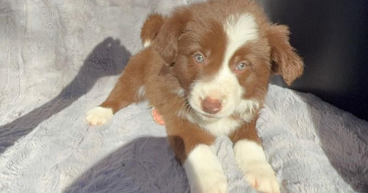 purebred Border Collie Puppies for $300 in Modesto, CA | For Sale ...
