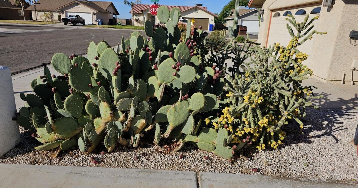 DESERT PLANTS. FREE for Free in Yuma, AZ | For Sale & Free — Nextdoor