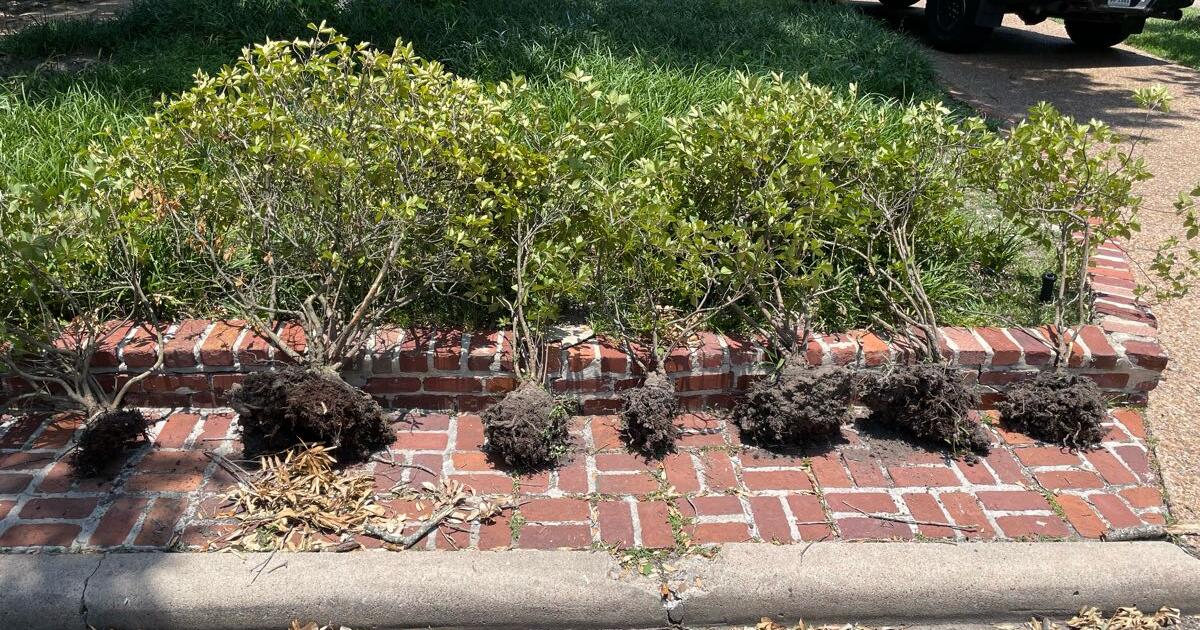 Free Mature Azaleas with root balls intact for Free in Houston, TX ...