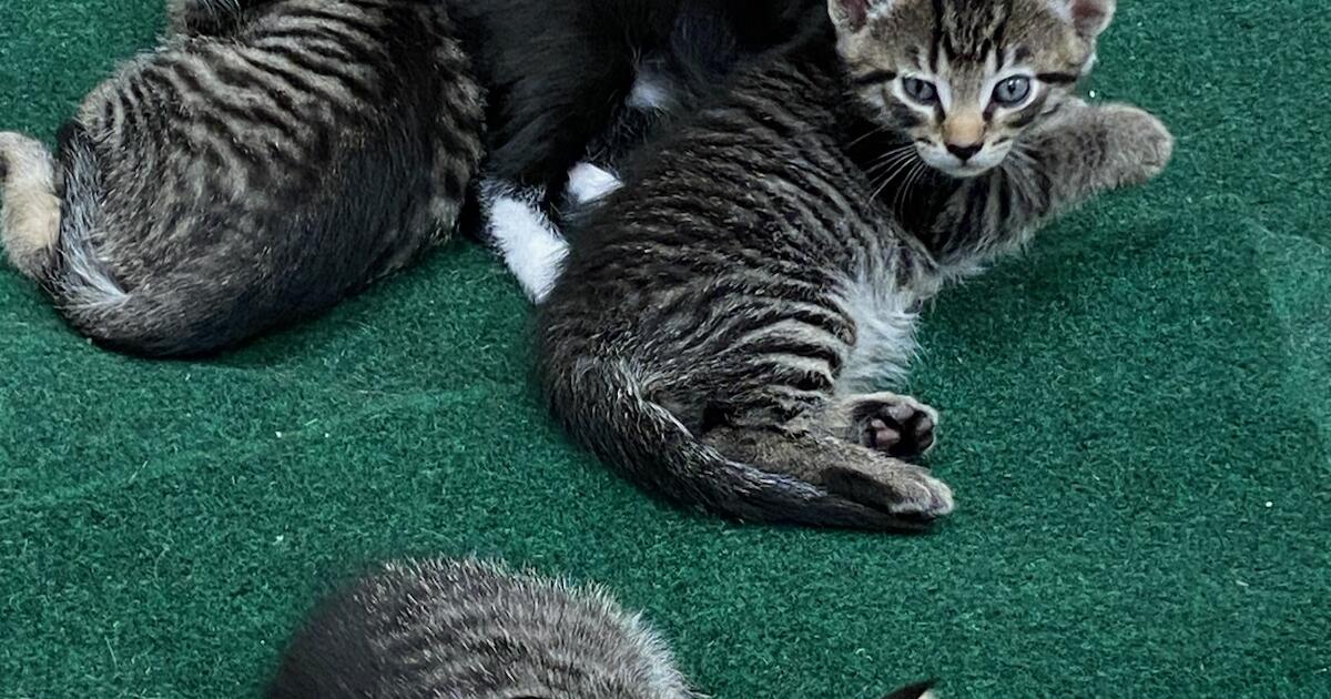 4 kittens for adoption, Riverside RI for $100 in Riverside, RI | For ...