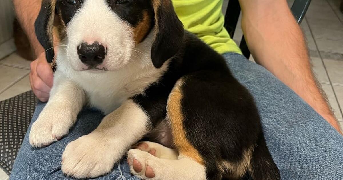 10 week old Yellow Lab/Mini Aussie puppies. for $50 in Dade City, FL ...