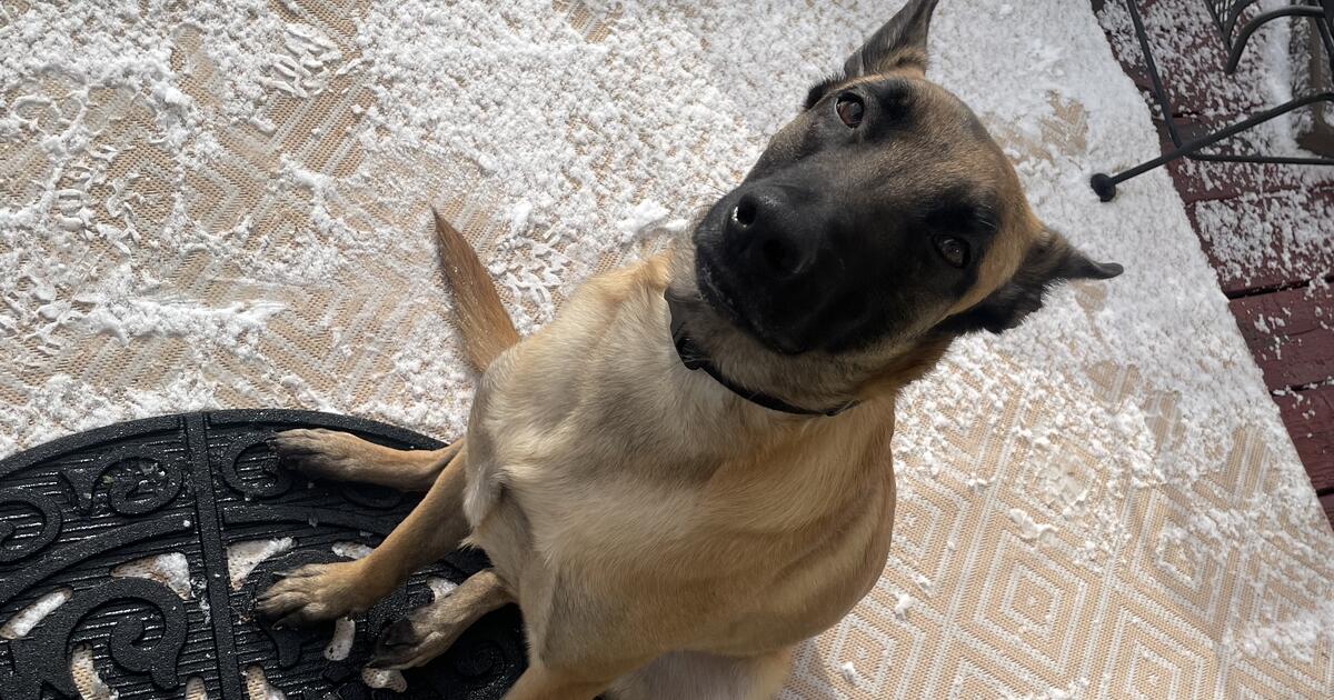 Belgian malinois for Free in Indianapolis, IN | For Sale & Free — Nextdoor