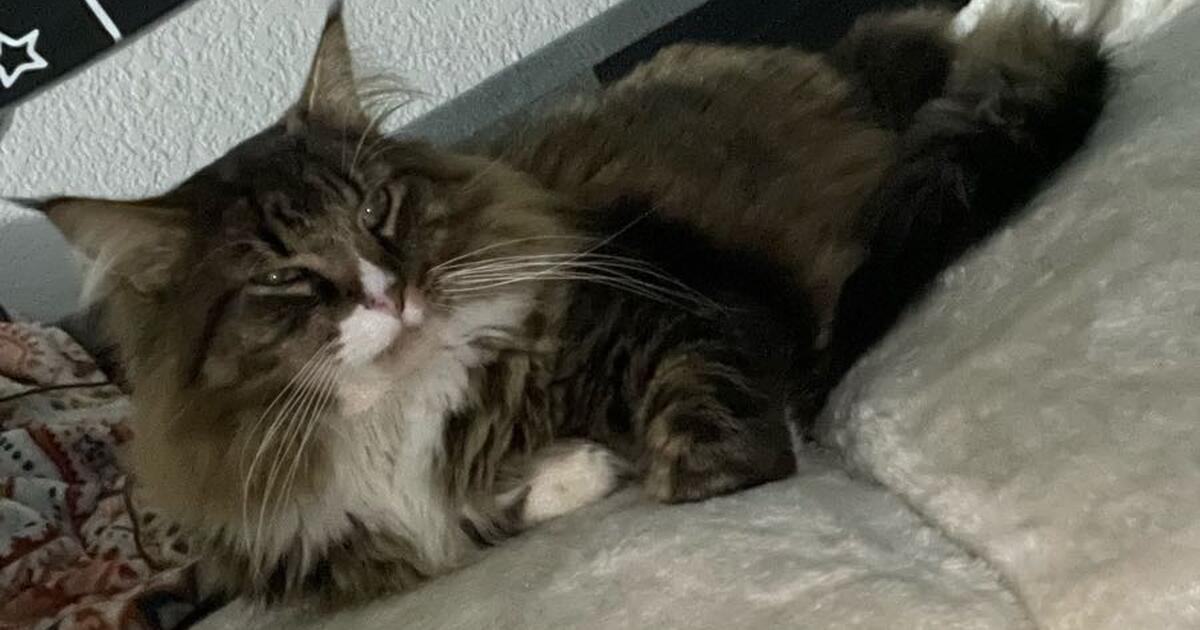 Male mancoon cat for Free in Hemet, CA | For Sale & Free — Nextdoor