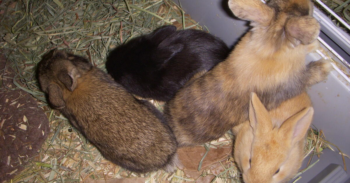 4 Christmas Lionhead baby bunny rabbits for rehoming for Free in ...
