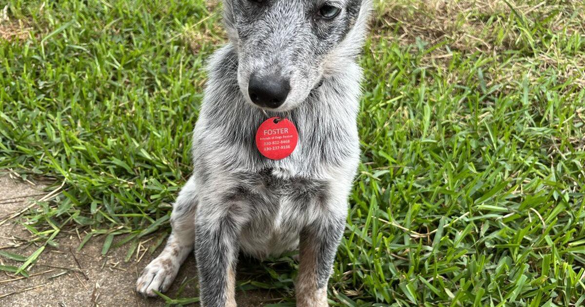 Adorable Blue Heeler Puppy for $300 in Austin, TX | Finds — Nextdoor