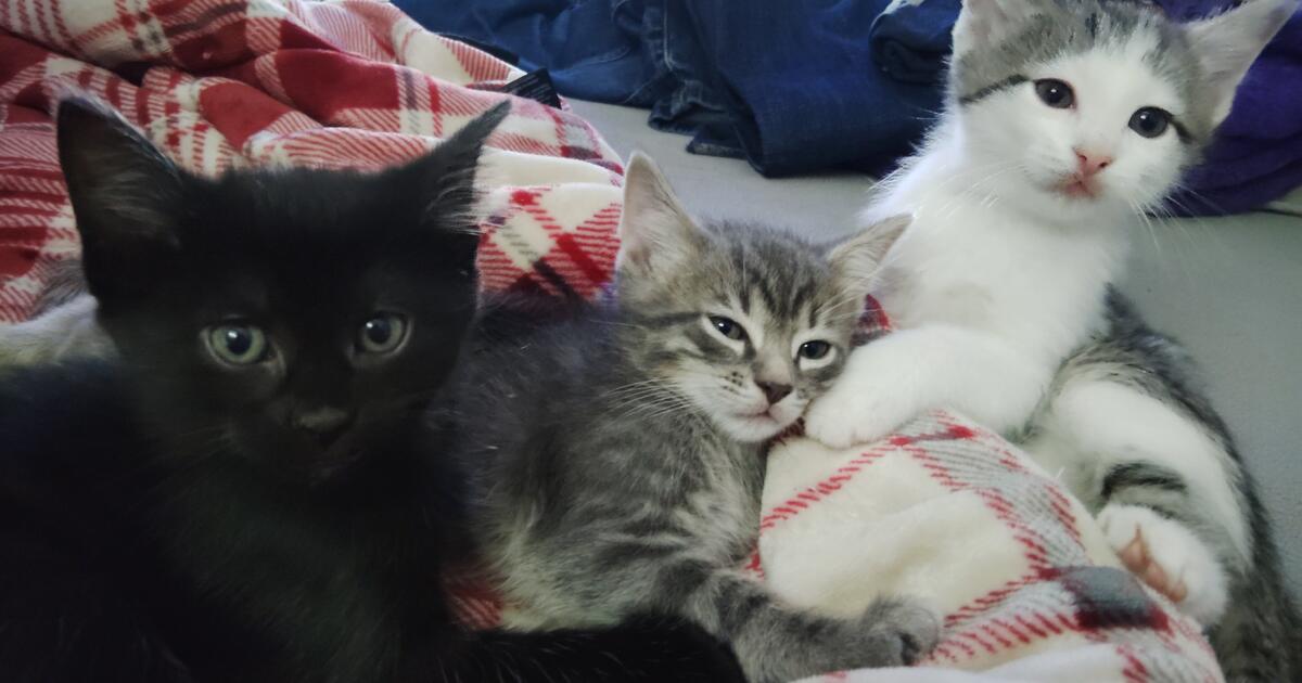 🚨Emergency Rehoming Of Kittens🚨 $25 Fee for $5 in Cleburne, TX | For ...