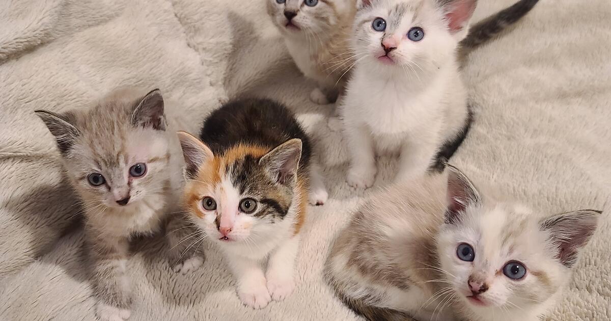 Kittens for Free in Auburn, WA | For Sale & Free — Nextdoor