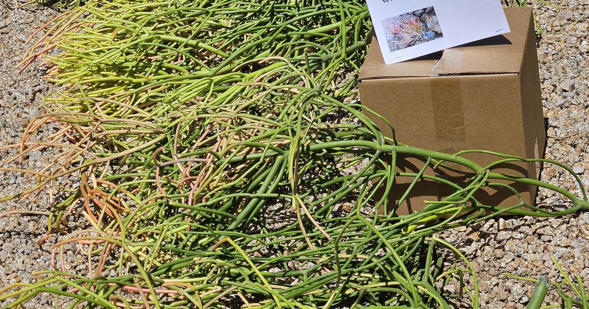 FREE FIRESTICK PLANT (Euphorbia Tirucalli) for Free in Chandler, AZ ...