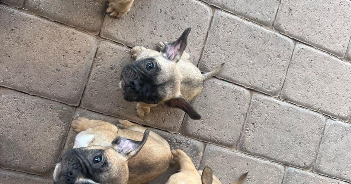 Mini Boxer/Frenchie for Free in Surprise, AZ | For Sale & Free — Nextdoor