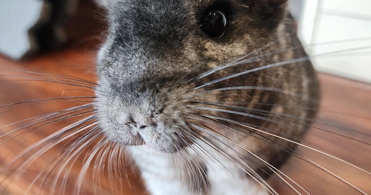 2 adorable, fluffy, gorgeous Chinchillas (male and female). for $350 in ...