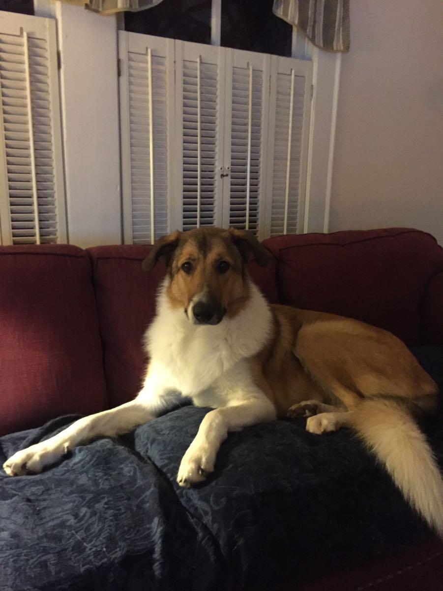 Gentle Giant Great Pyrenees/ Collie for Free in Statesville, NC | For ...