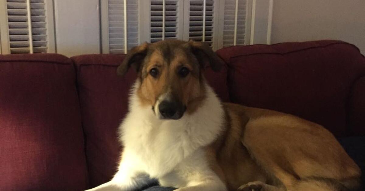 Gentle Giant Great Pyrenees/ Collie for Free in Statesville, NC | For ...
