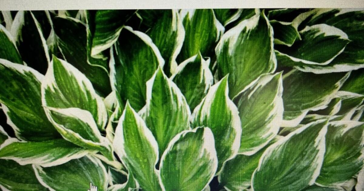 ISO Hosta Plants for Free in Niles, IL | For Sale & Free — Nextdoor