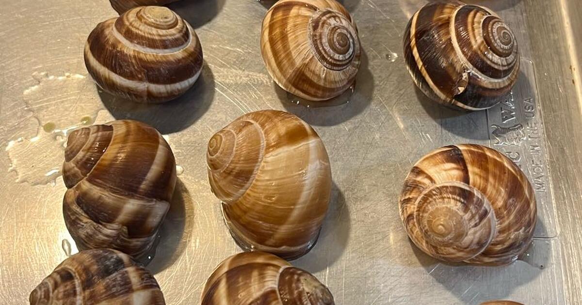 Escargot Shells for Free in Arlington, VA | For Sale & Free — Nextdoor