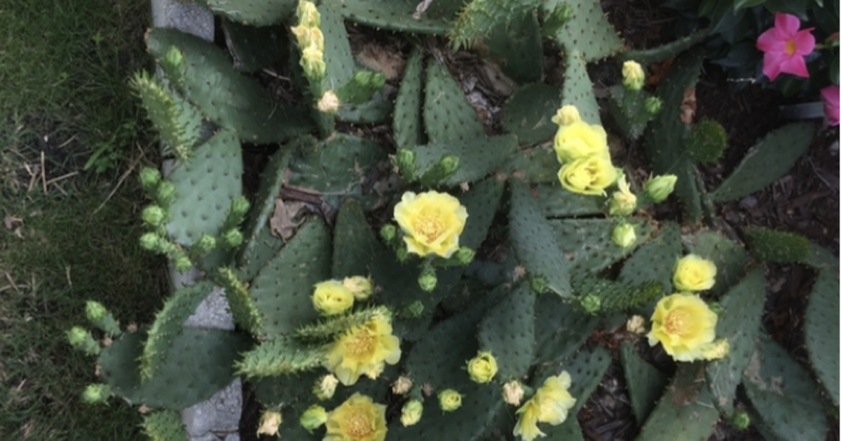 FREE Michigan Pear Cactus for Free in Northville, MI | For Sale & Free ...
