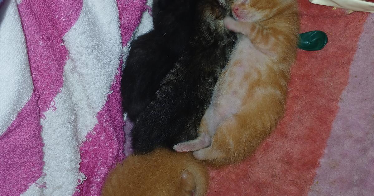 KITTENS tabbys in Tallahassee, FL | For Sale & Free — Nextdoor