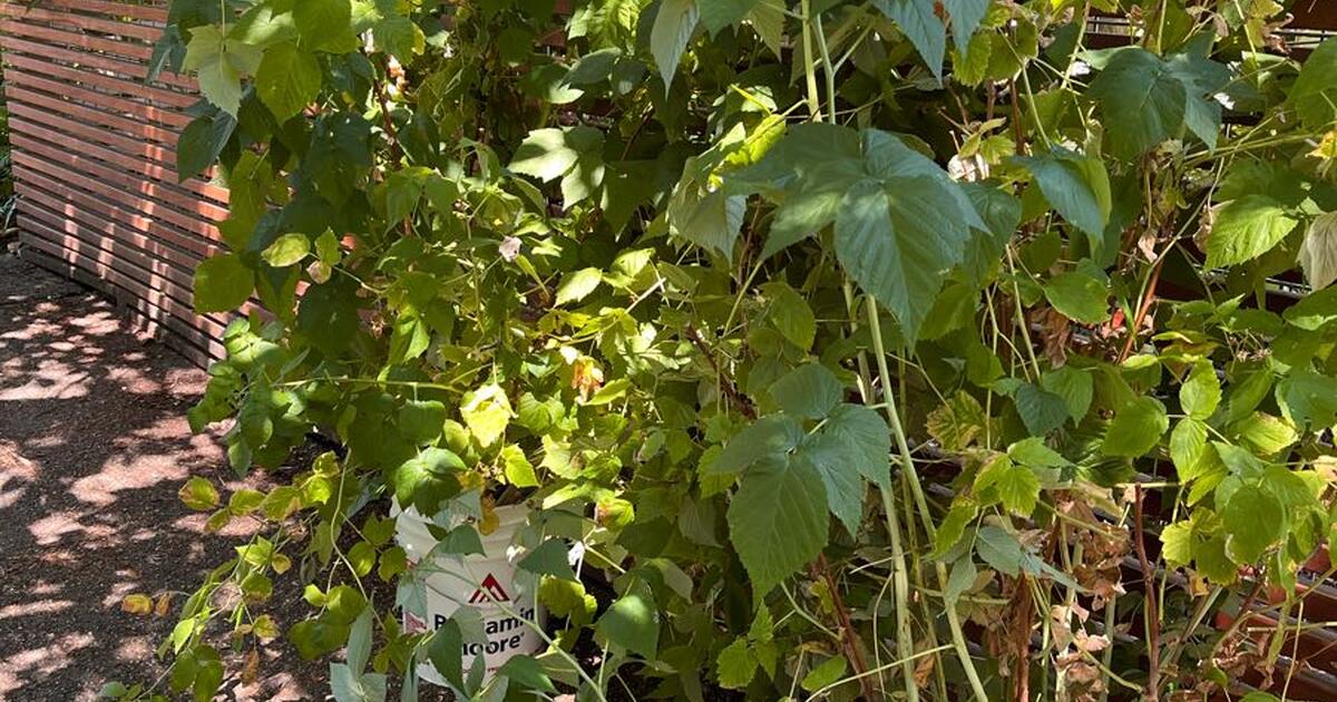 Free Golden Raspberry Plants for Free in Seattle, WA | For Sale & Free ...