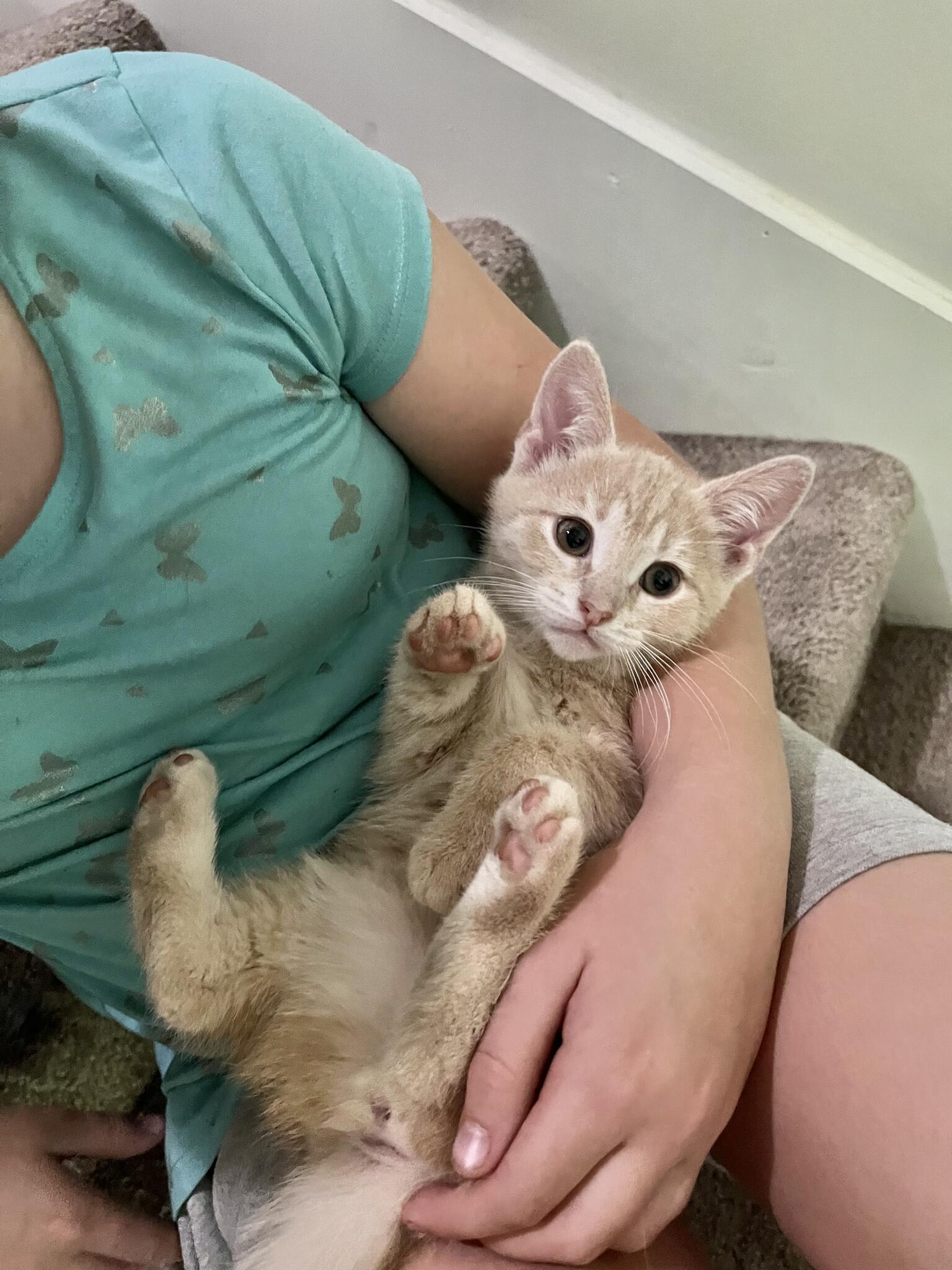12 week Old Kittens for Free in Howell, MI | For Sale & Free — Nextdoor