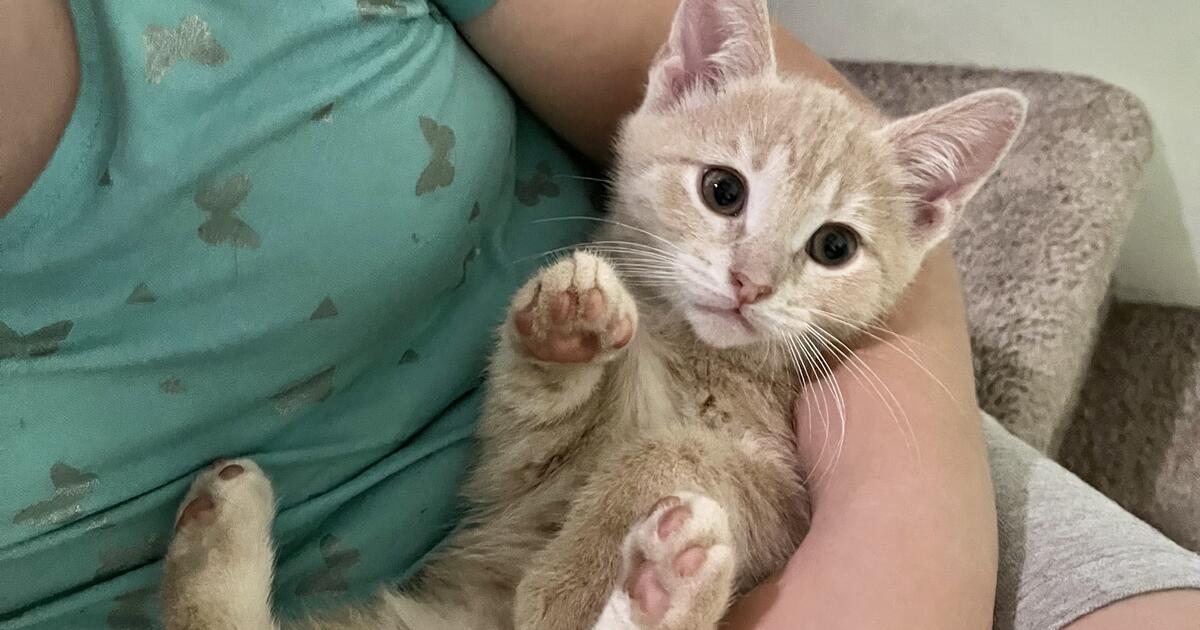 12 week Old Kittens for Free in Howell, MI | For Sale & Free — Nextdoor