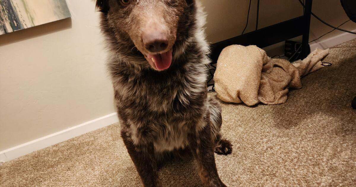 Rehome Long Haired Australian Cattle Dog for Free in Tucson, AZ | For ...