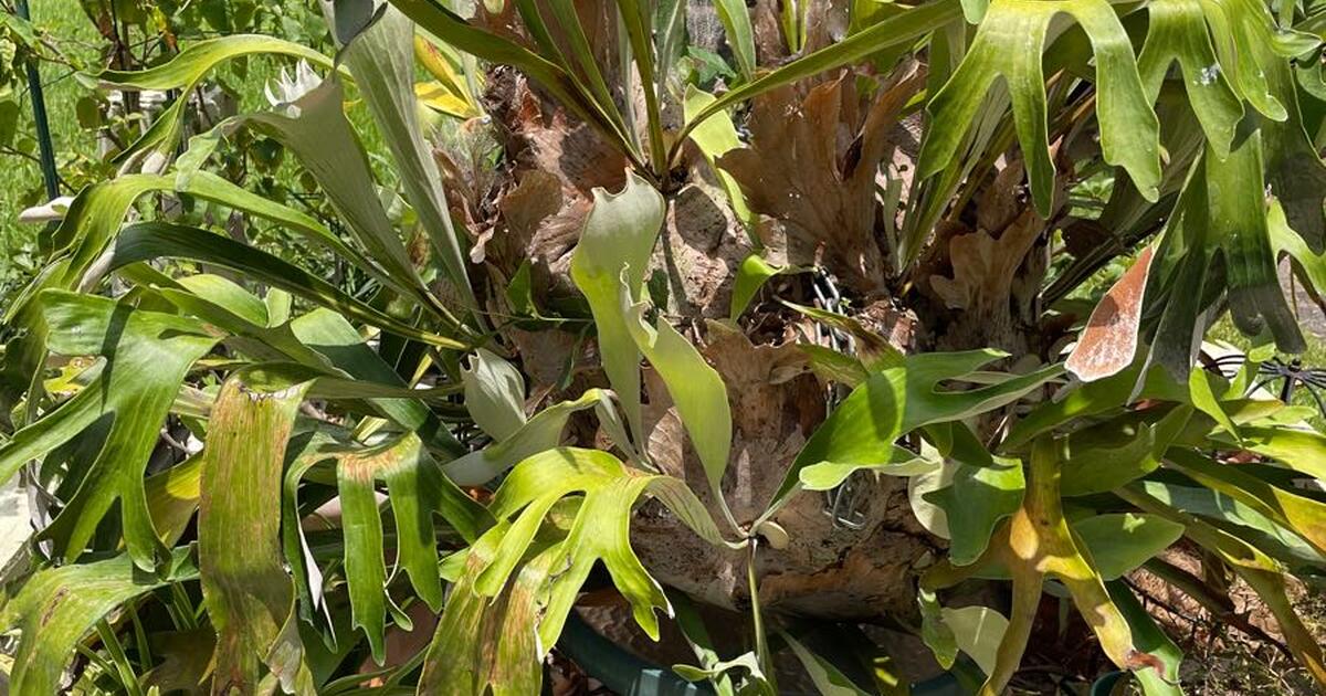 Stag horn Fern for $100 in St. Petersburg, FL | For Sale & Free — Nextdoor