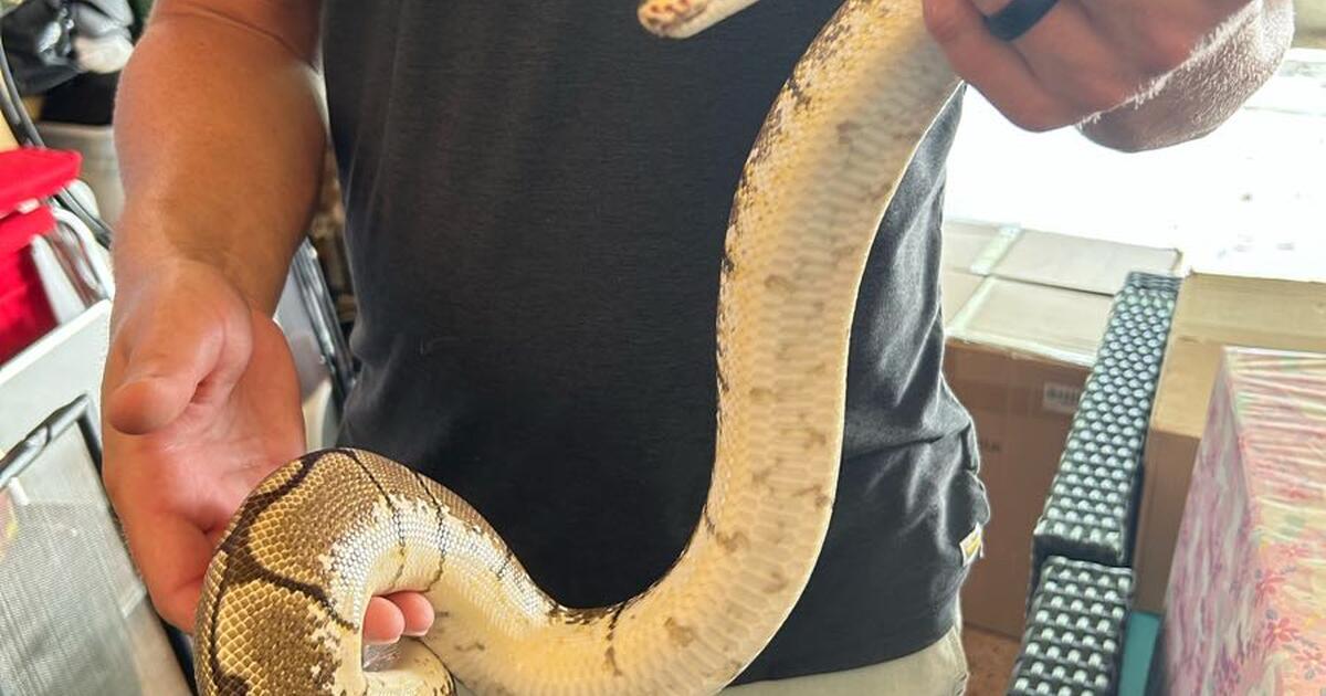 Ball Python needs rehoming for $50 in Crestview, FL | Finds — Nextdoor