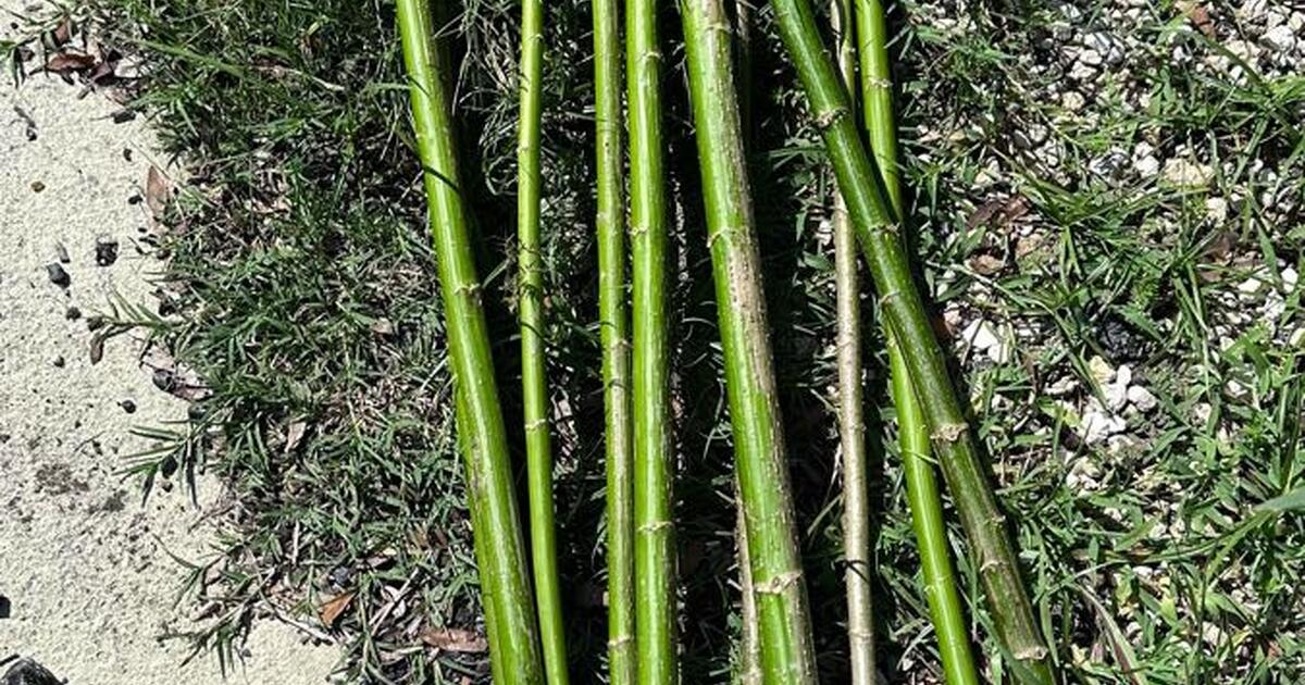 Mexican Sunflower Canes for Free in Beverly Hills, FL | For Sale & Free ...