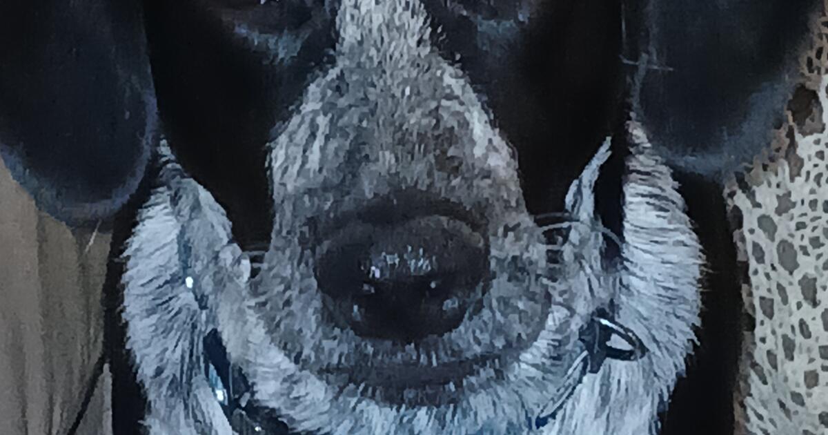 Gsp mini Ausie mix for $50 in Centralia, WA | For Sale & Free — Nextdoor