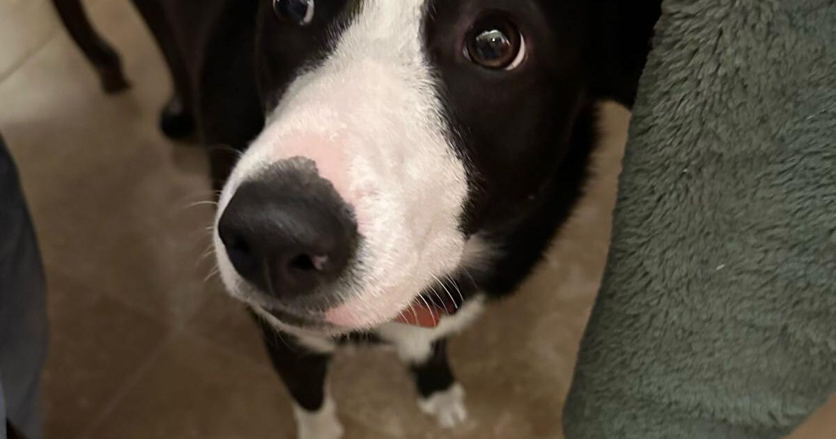 Willow (dog) for Free in Xenia, OH | For Sale & Free — Nextdoor