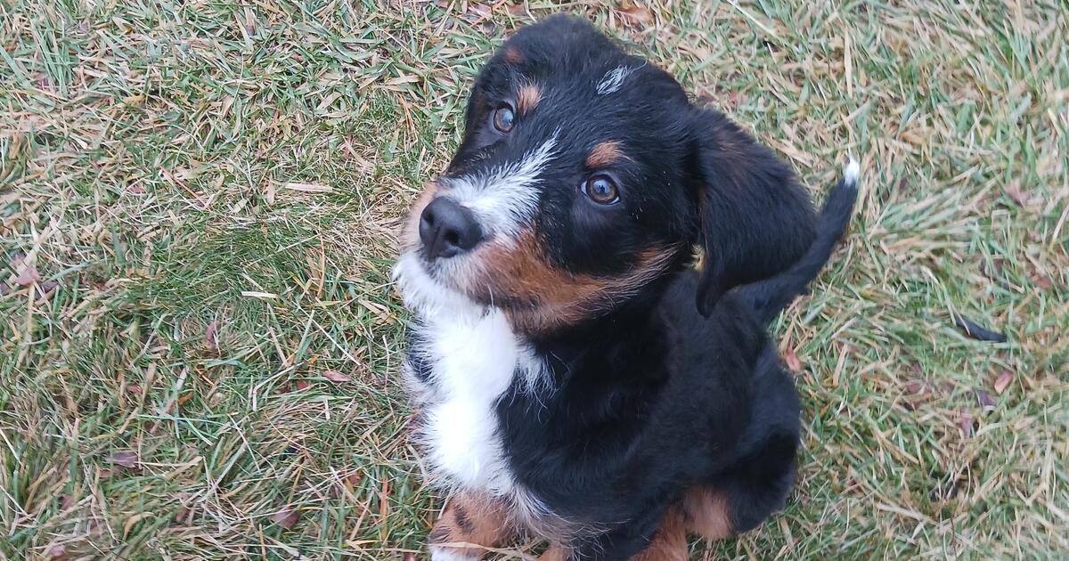 Rehome 12 week old Aussie Mix in Columbus, OH | For Sale & Free — Nextdoor