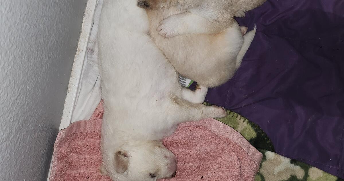 Free Puppies San Antonio