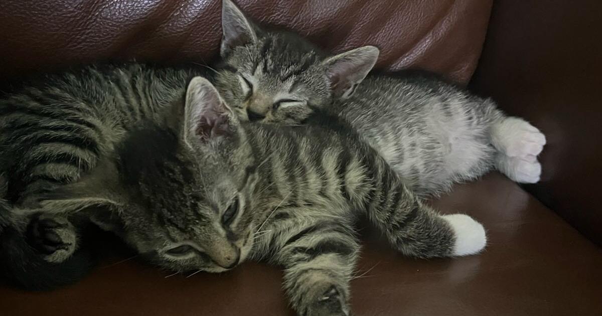 Free cats/kittens for Free in Silver Spring, MD | For Sale & Free ...