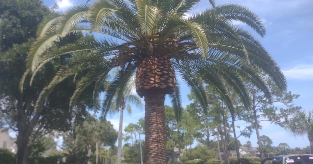 Palm Tree And Oak Tree Trimming for $75 in Jacksonville, FL | For Sale ...